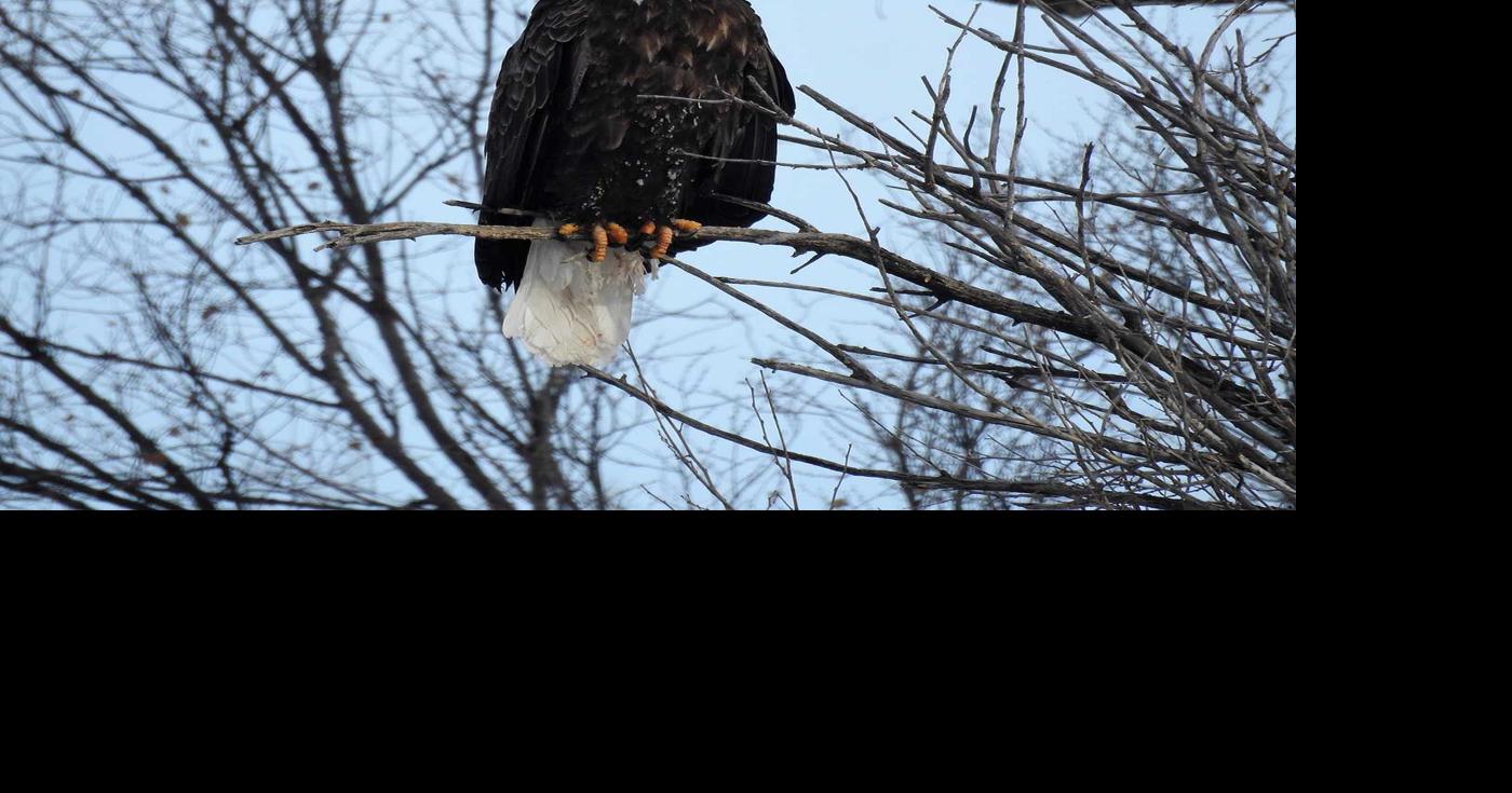 Humans: Eagles’ friend, foe