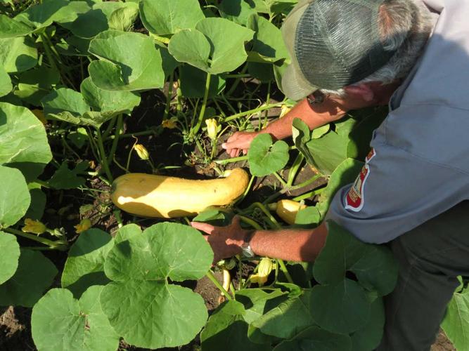 Gardeners work to revive the Pawnee Nation’s endangered supply of ...