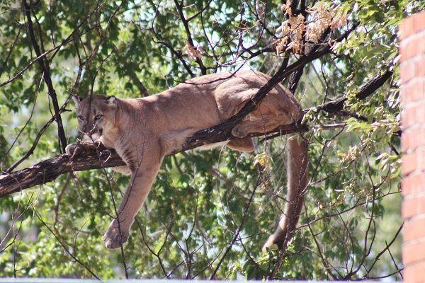 Confirmed mountain lion sightings rise in Missouri, Kansas