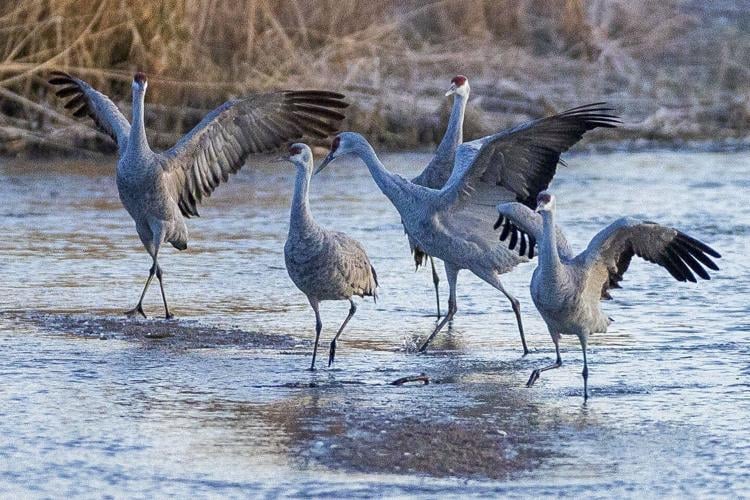 Hear Amy Tan talk about her book, 'Backyard Bird Chronicles'