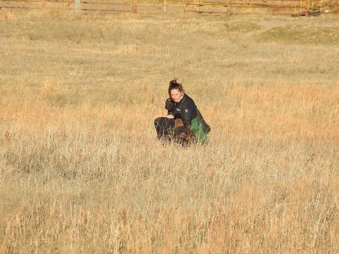 Golden eagle poached as chick now learning to hunt with help of master ...