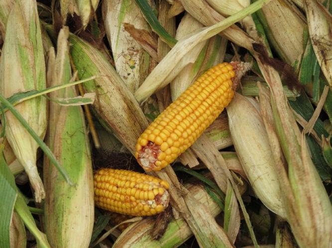 Harvest the Monsanto Way