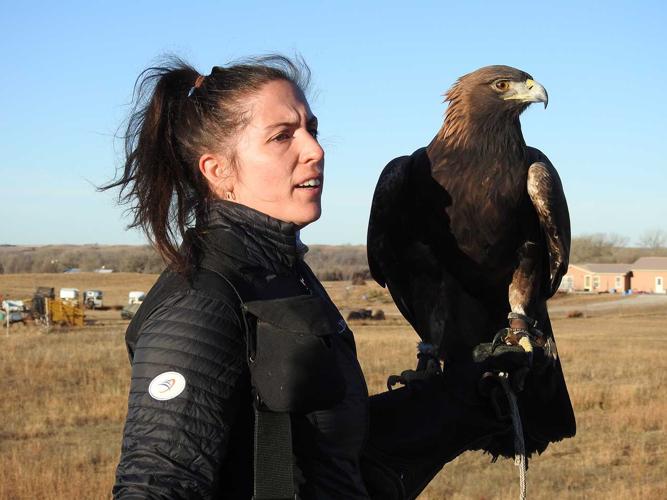 Golden eagle poached as chick now learning to hunt with help of master ...