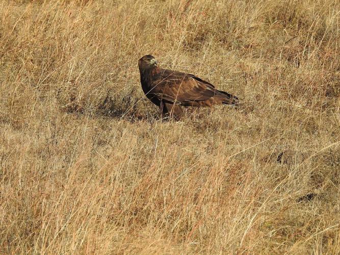 Golden eagle poached as chick now learning to hunt with help of master ...
