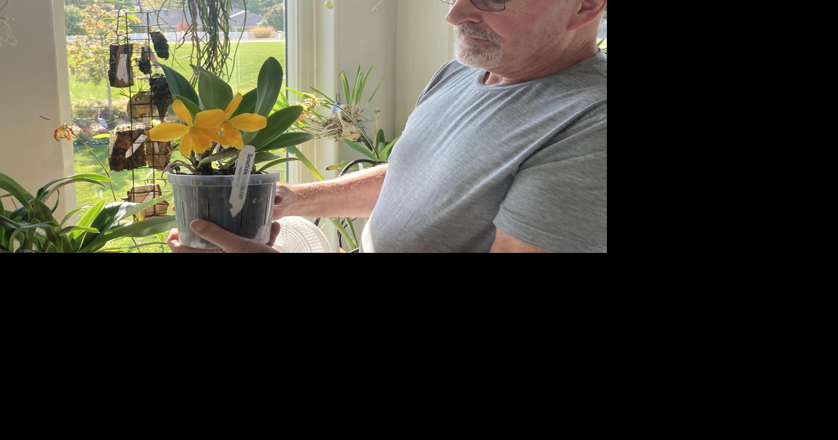 Marlynn Dexter says his 200 orchids are like his children