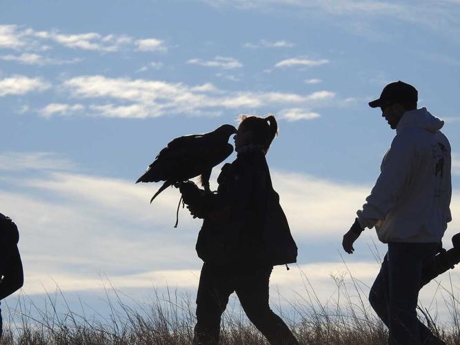 Golden eagle poached as chick now learning to hunt with help of master ...