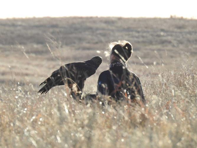 Golden eagle poached as chick now learning to hunt with help of master ...