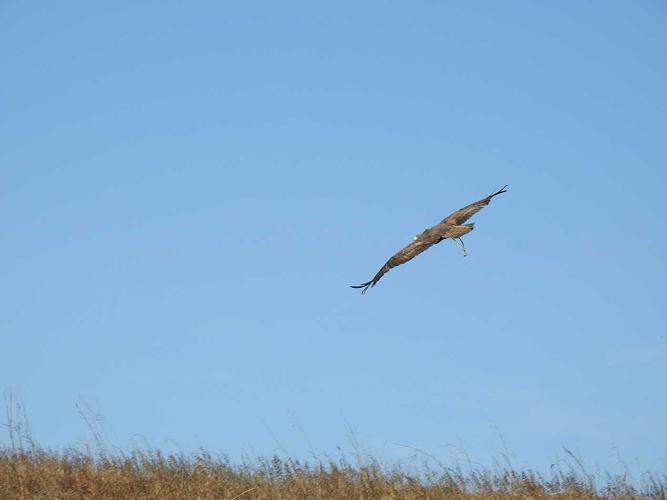 Golden eagle poached as chick now learning to hunt with help of master ...