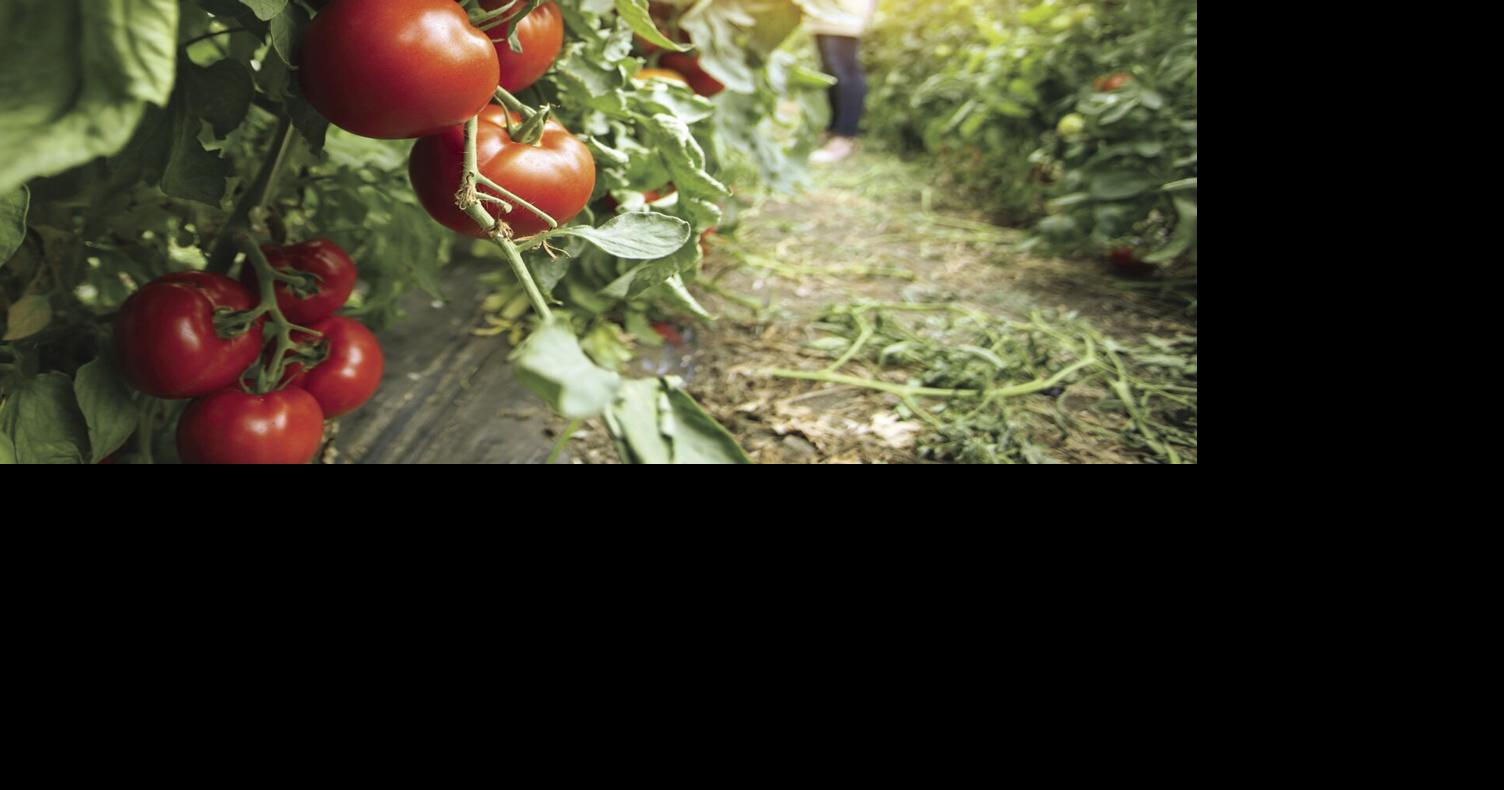 Exstrom: How to grow the best-looking tomatoes on the block