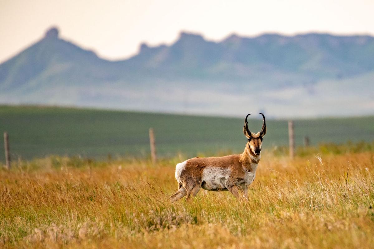 Collaborative research project tracks pronghorn in Nebraska Panhandle
