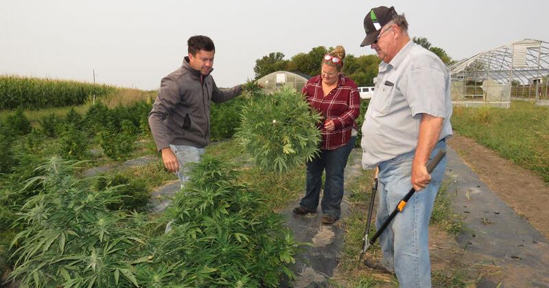 'The future of hemp is bigger than anything I’ve ever seen': Schwarz ...