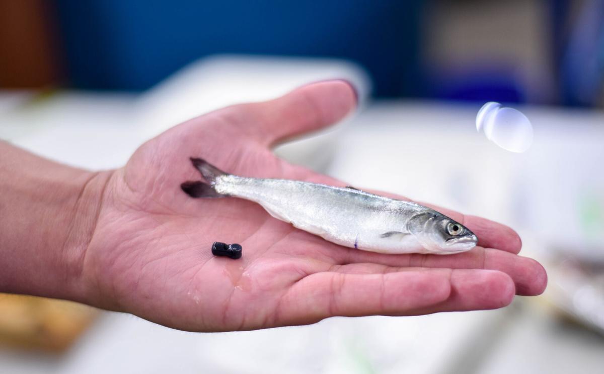 Research project uses tiny trackers to improve South Dakota salmon fishing