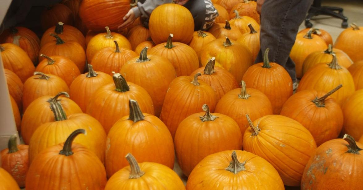 Barney pumpkin carving family keeps tradition going for more than 20 years