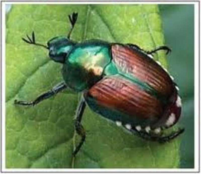 Invasive Japanese beetle showing up in Hub Territory