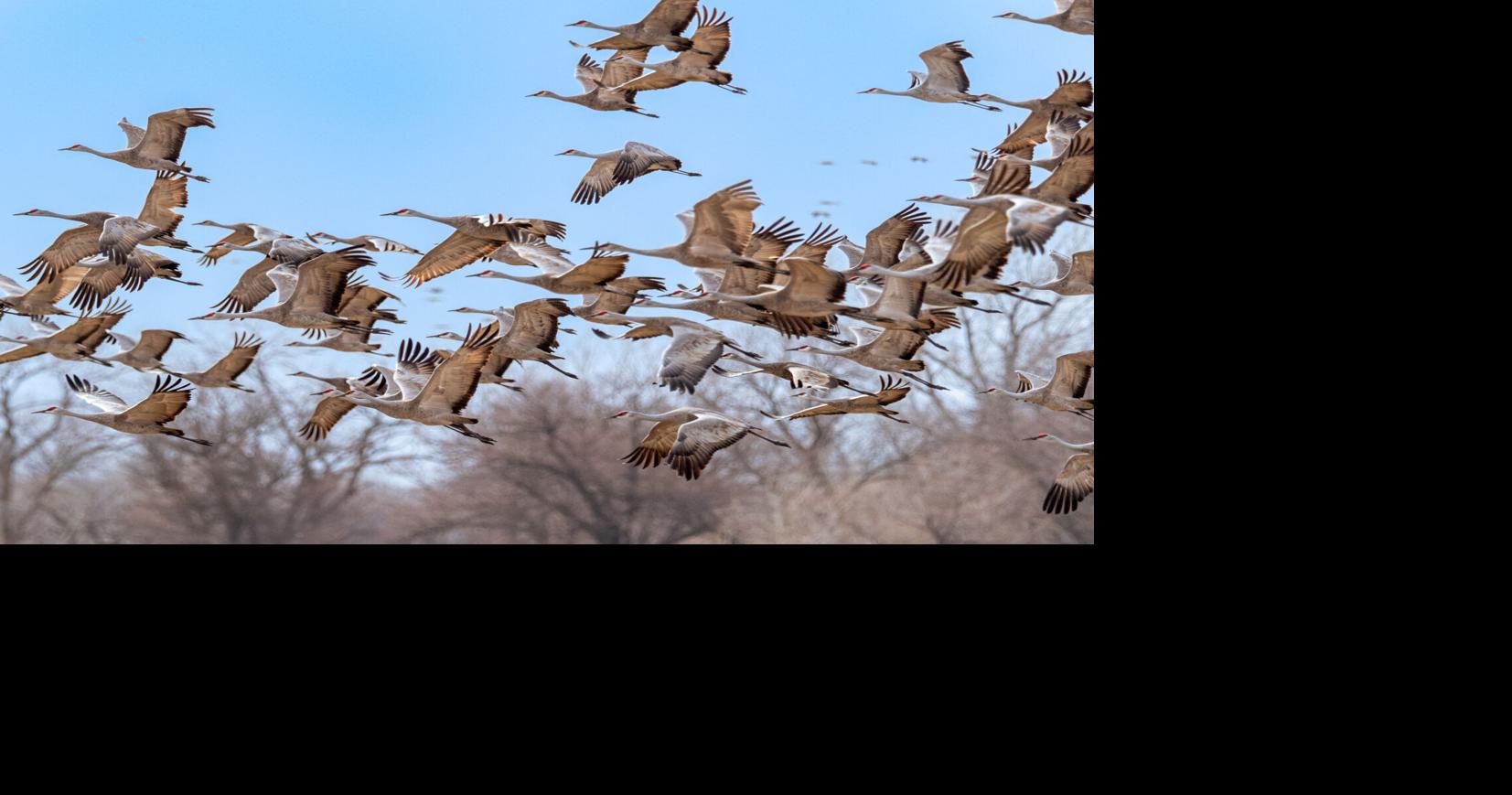 Expected 'normal' crane season to descend on central Nebraska