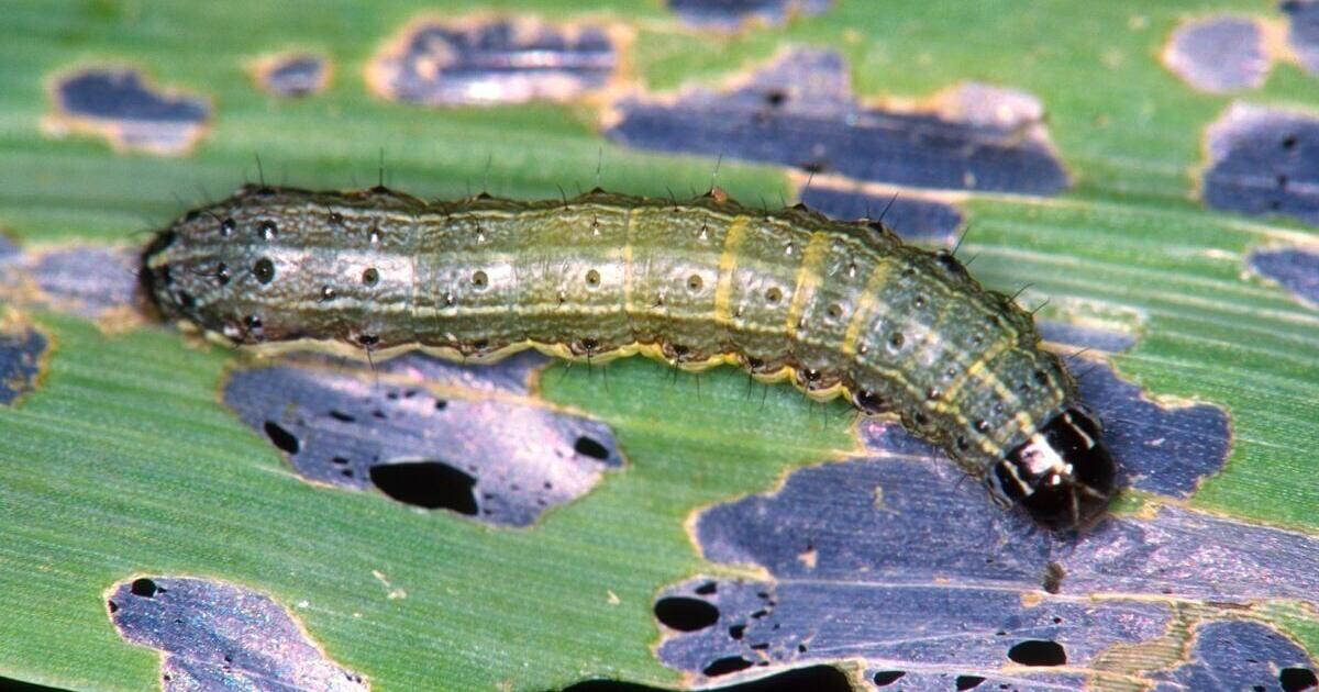 Fall armyworms return to Nebraska in droves