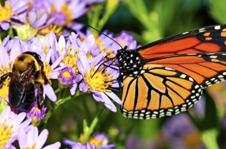 Nebraska-shaped pollinator garden thrives at Johnson Lake