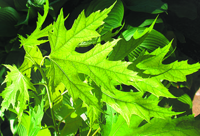 Chlorosis is among abiotic problems affecting ash trees
