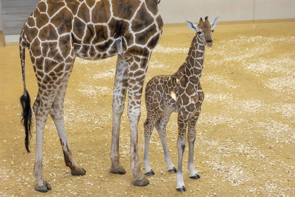 Baby giraffe born amid 'baby boom' of endangered species at Lincoln ...