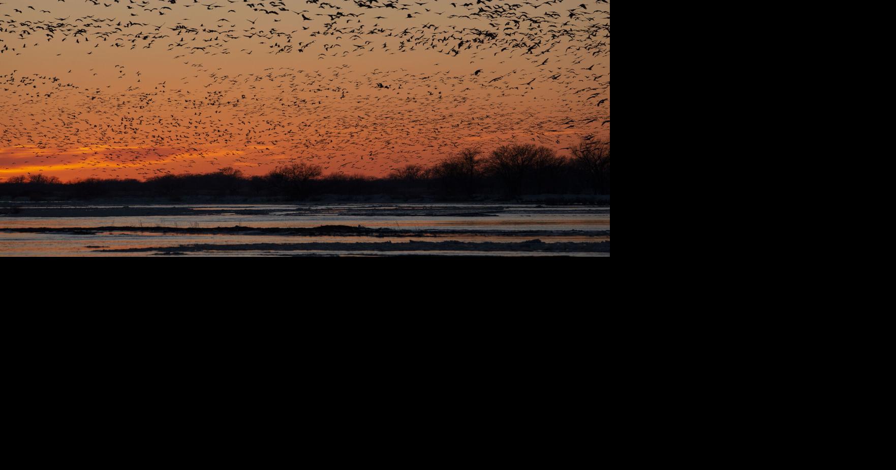 PHOTOS: Sandhill cranes on the Platte River near Gibbon