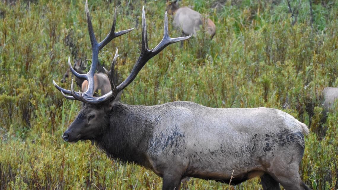 Skala column: A frosty night with bugling elk