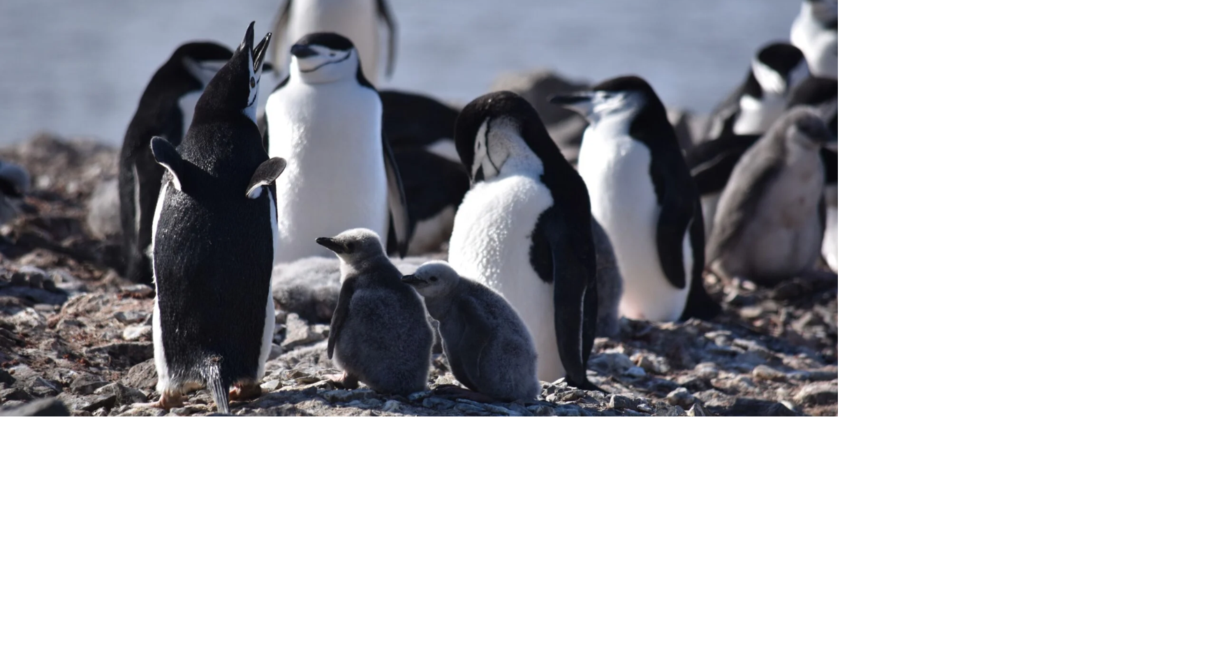 UNK's Jacob Cooper spent a month with penguins in Antarctica