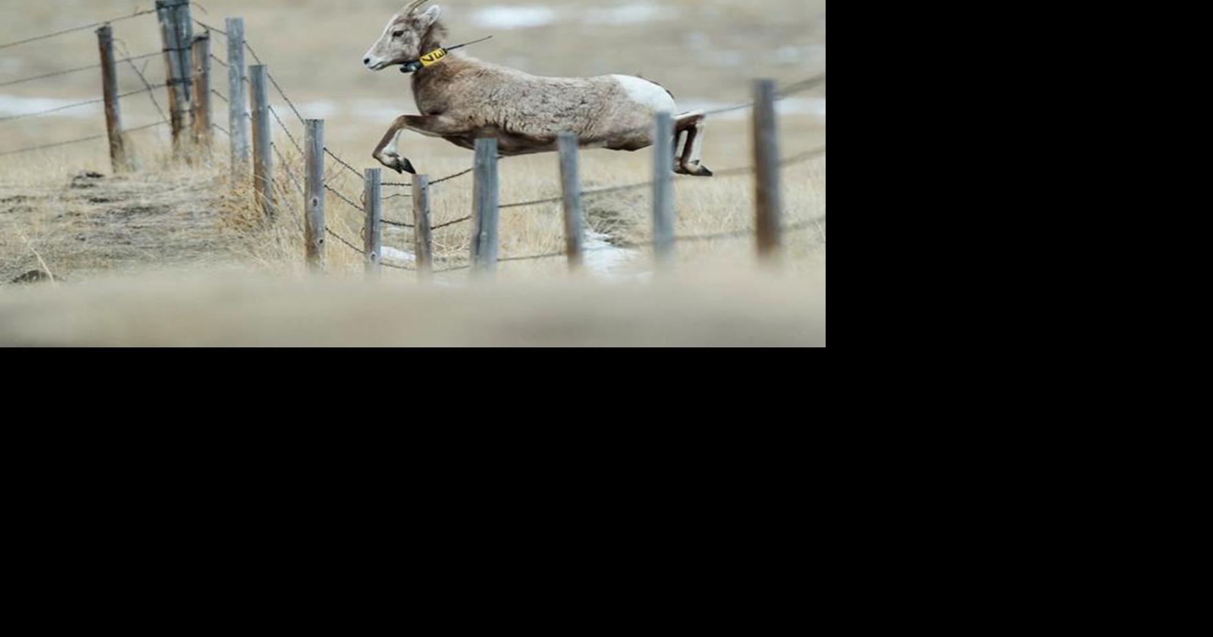 Game and Parks receives grant to study wildlife highway crossings in ...