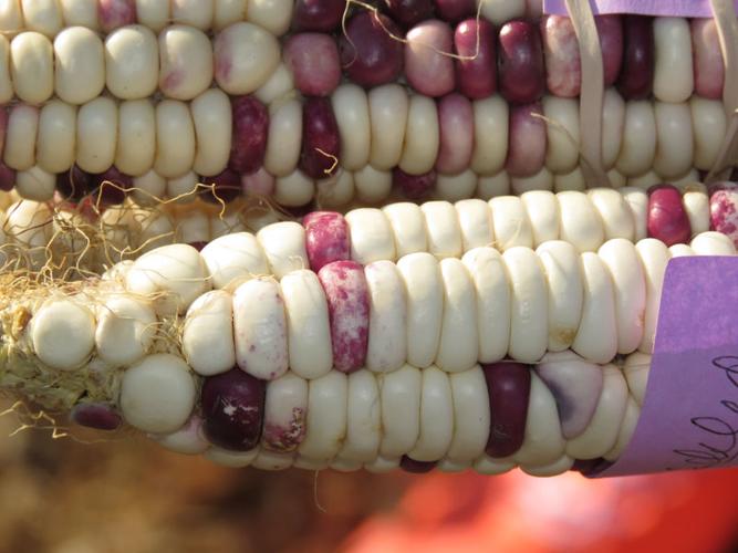 Pawnee corn slowly making a comeback