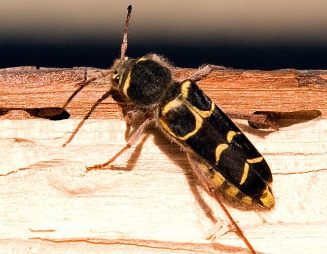 Don't panic too early about emerald ash borer