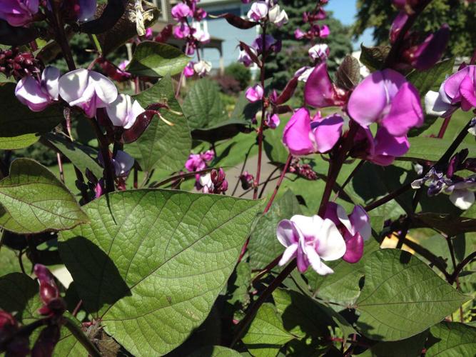 does a beanstalk grow beans