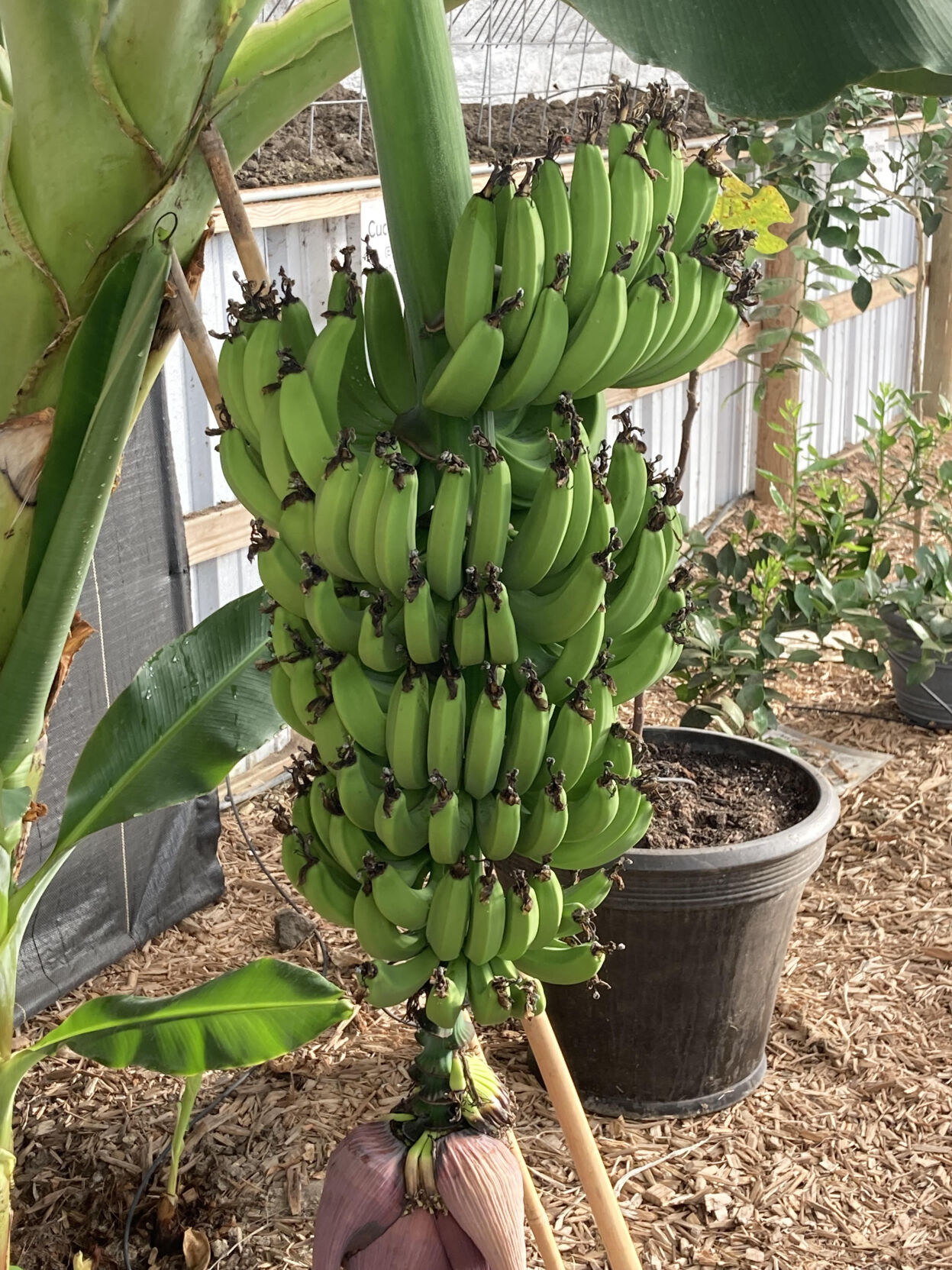 Bananas - p5 - a bumper crop