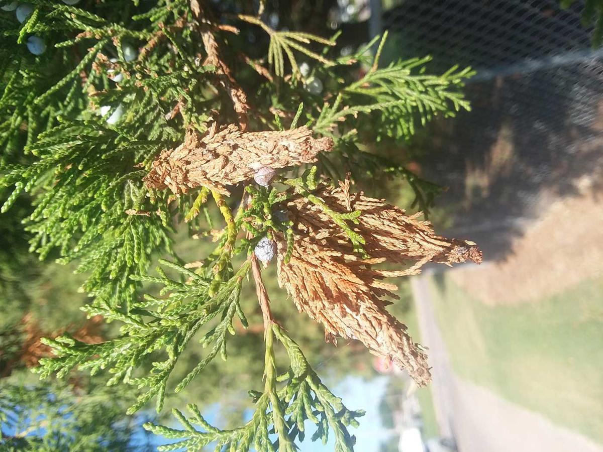 Bagworms easy to identify, even easier to eradicate