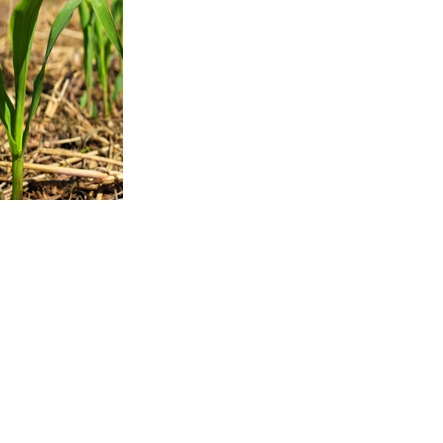 Webinar outlines cover crops