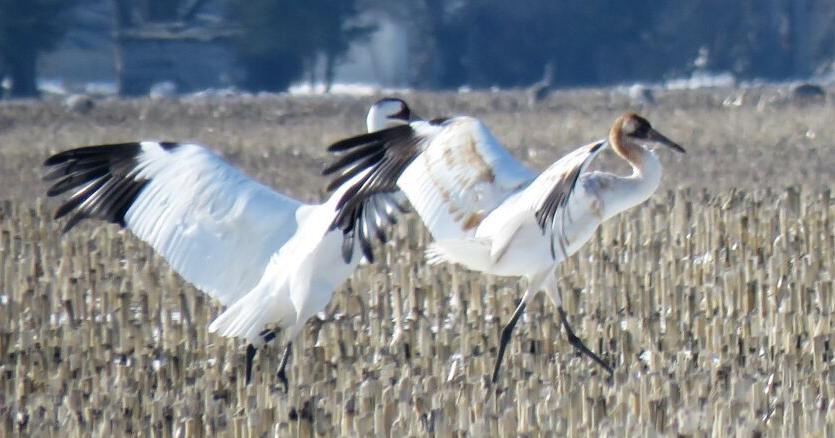 PHOTOS: Whooping cranes spotted near Gibbon