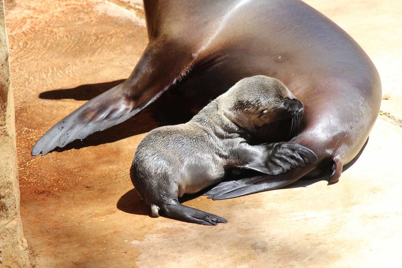 Omaha Zoo Wants Your Help To Name These 2 Adorable Sea Lion Pups Omaha Zoo Wants Your Help To Name These 2 Adorable Sea Lion Pups