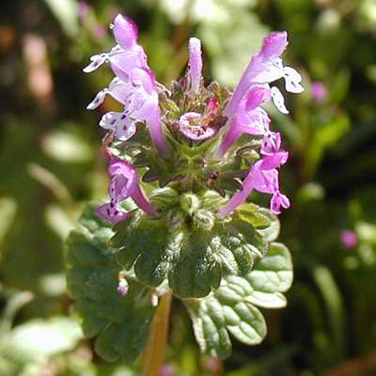 Though striking, henbit is actually a weed