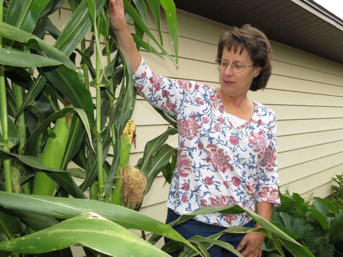 O’Brien hopeful for rare varieties of Pawnee corn