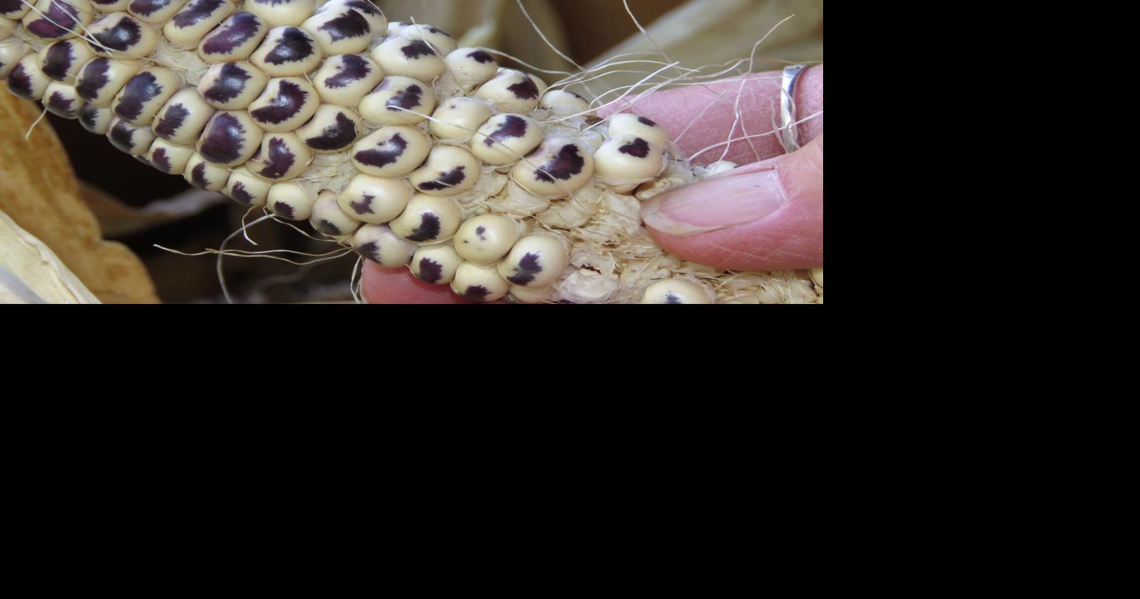 Growers of Pawnee corn harvested 19 varieties this fall