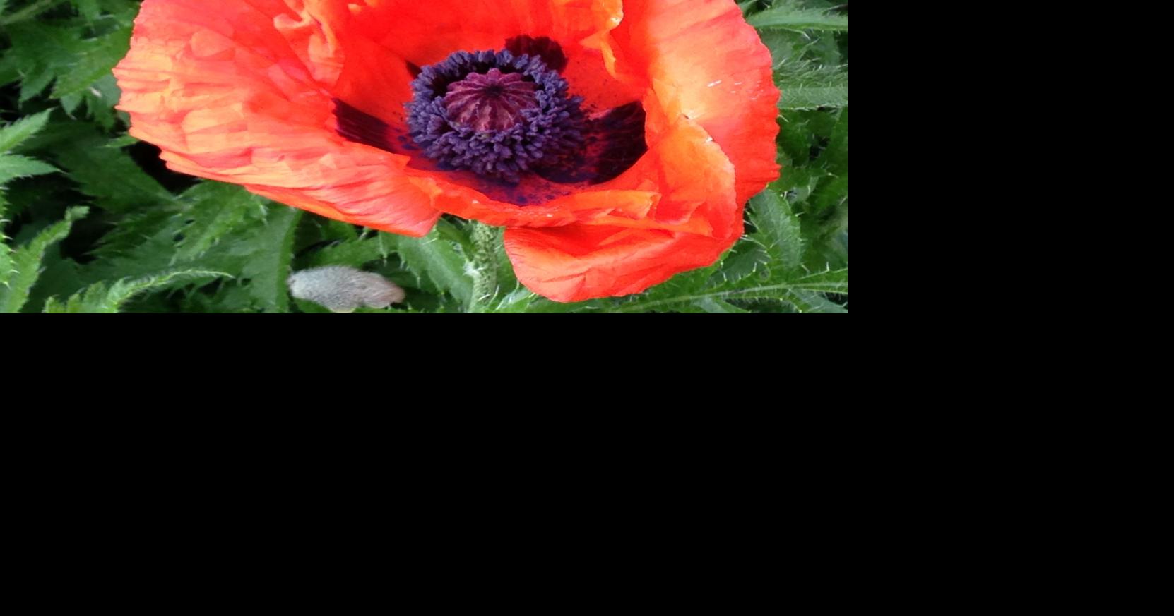 Consider planting the familiar poppy