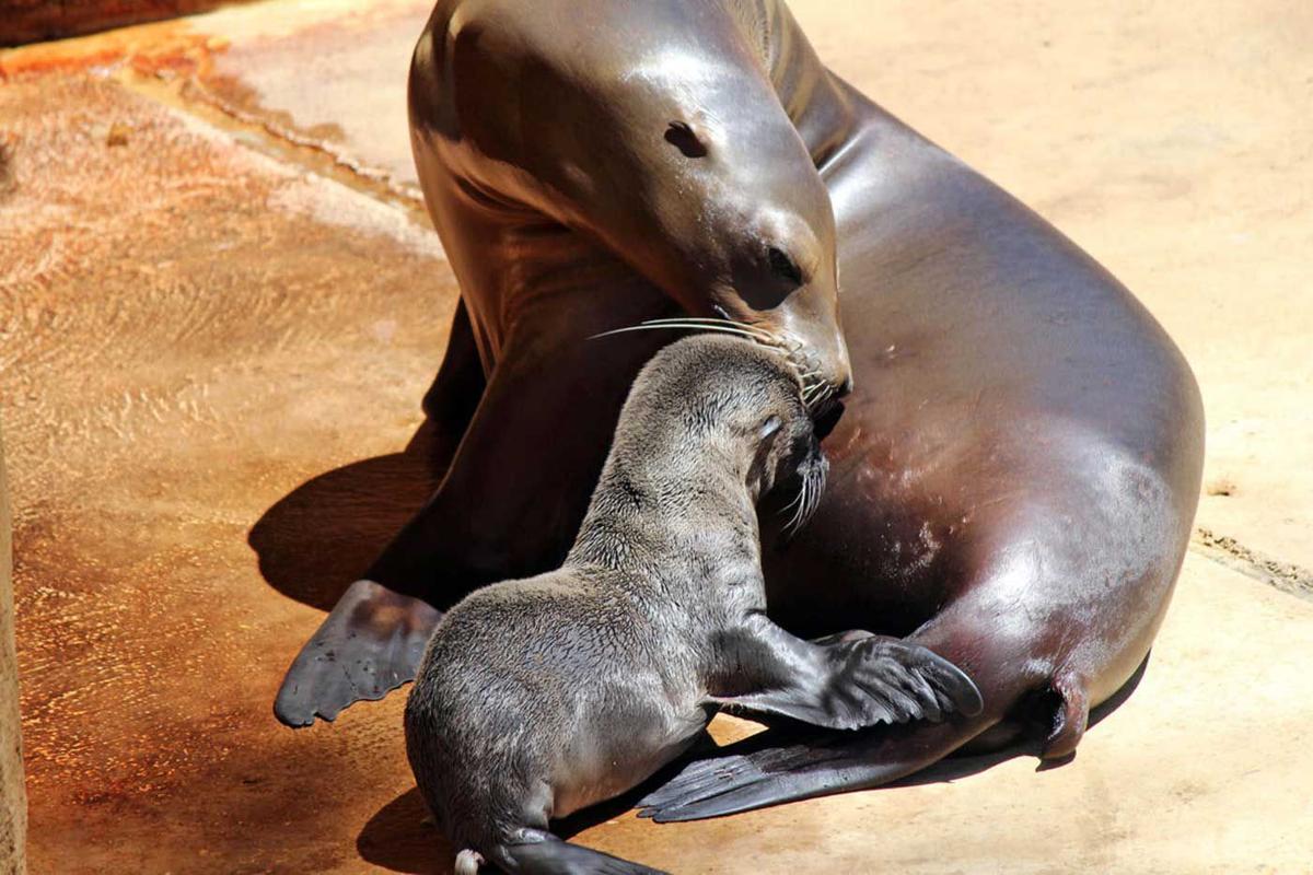 Omaha Zoo Wants Your Help To Name These 2 Adorable Sea Lion Pups omaha-zoo-wants-your-help-to-name-these-2-adorable-sea-lion-pups