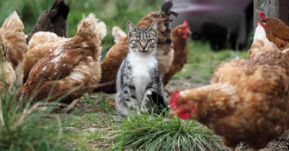 Dawson County backyard flock tests positive for bird flu