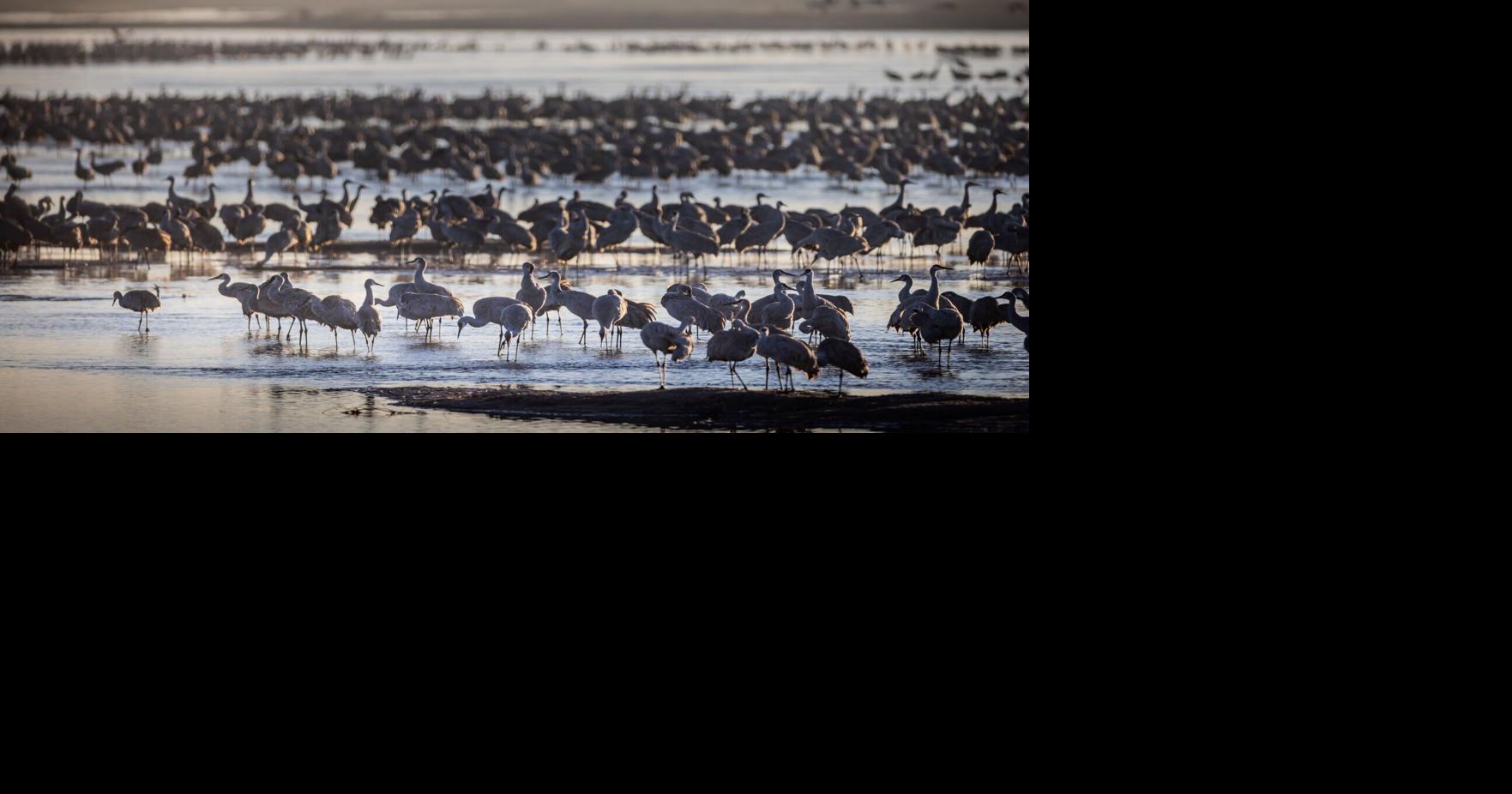 Mild weather has driven a record number of sandhill cranes into Nebraska.
