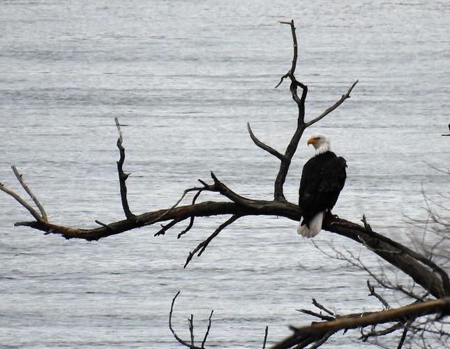 Check out bald eagles near Johnson Lake in Nebraska