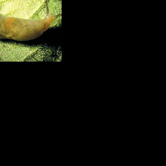 Slug hunt stops them in their slimy tracks