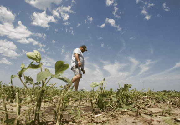 Farmers face millions in losses to hail-stripped crops, wind-damaged pivots
