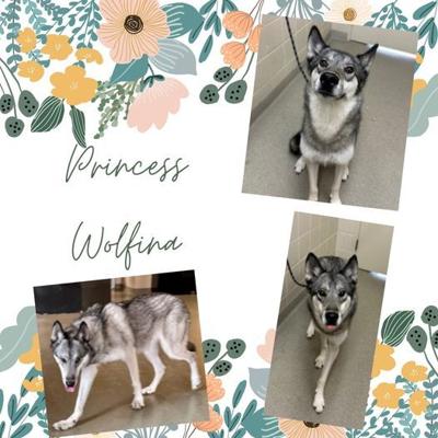Princess Wolfina, a stray wolfdog, needs a forever home