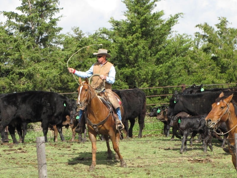 Come spring at the Ryan ranch, it’s time to round ’em up | Local News ...