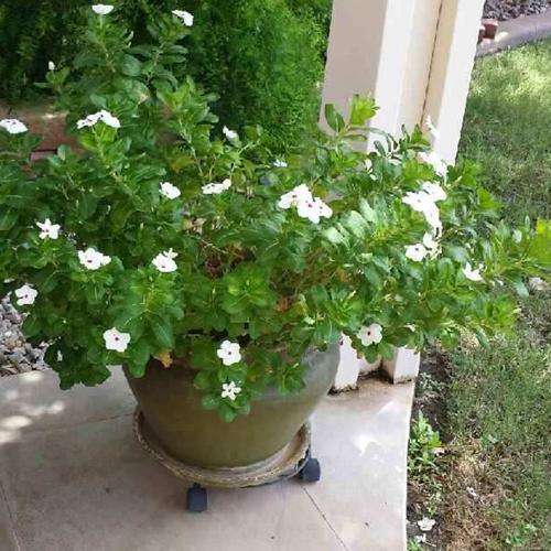 Periwinkle is almost the perfect annual