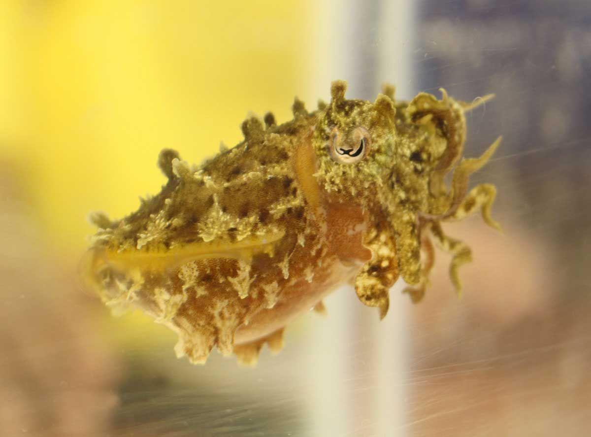 Omaha zoo adds two new species of fish