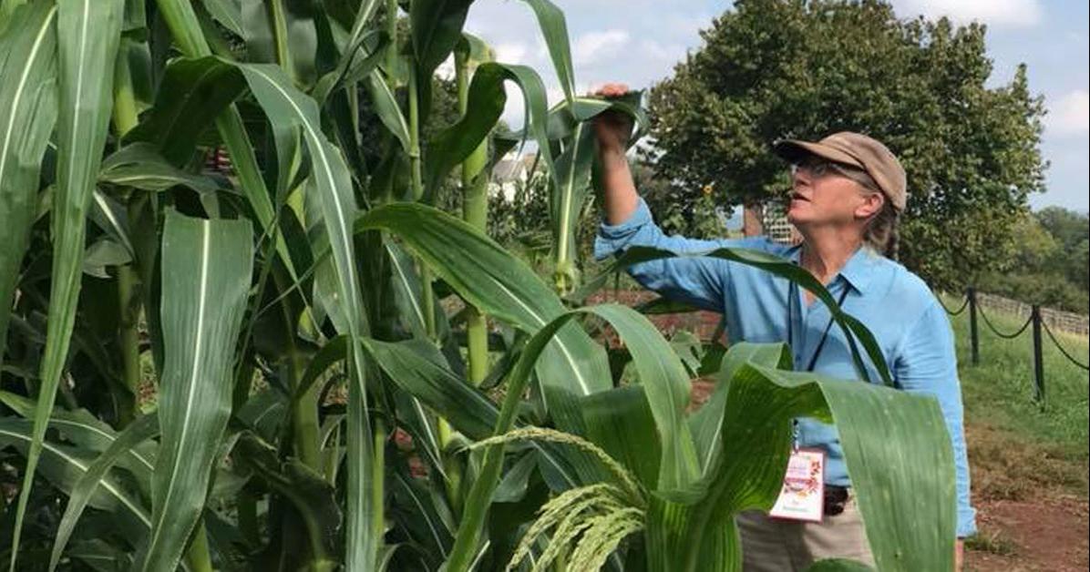 A once-famous, long-lost corn variety returns from the dead